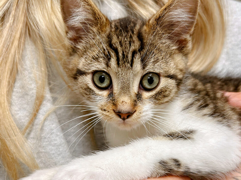 The 3-3-3 Rule: Helping Your Newly Adopted Pet Adjust to Life at Home