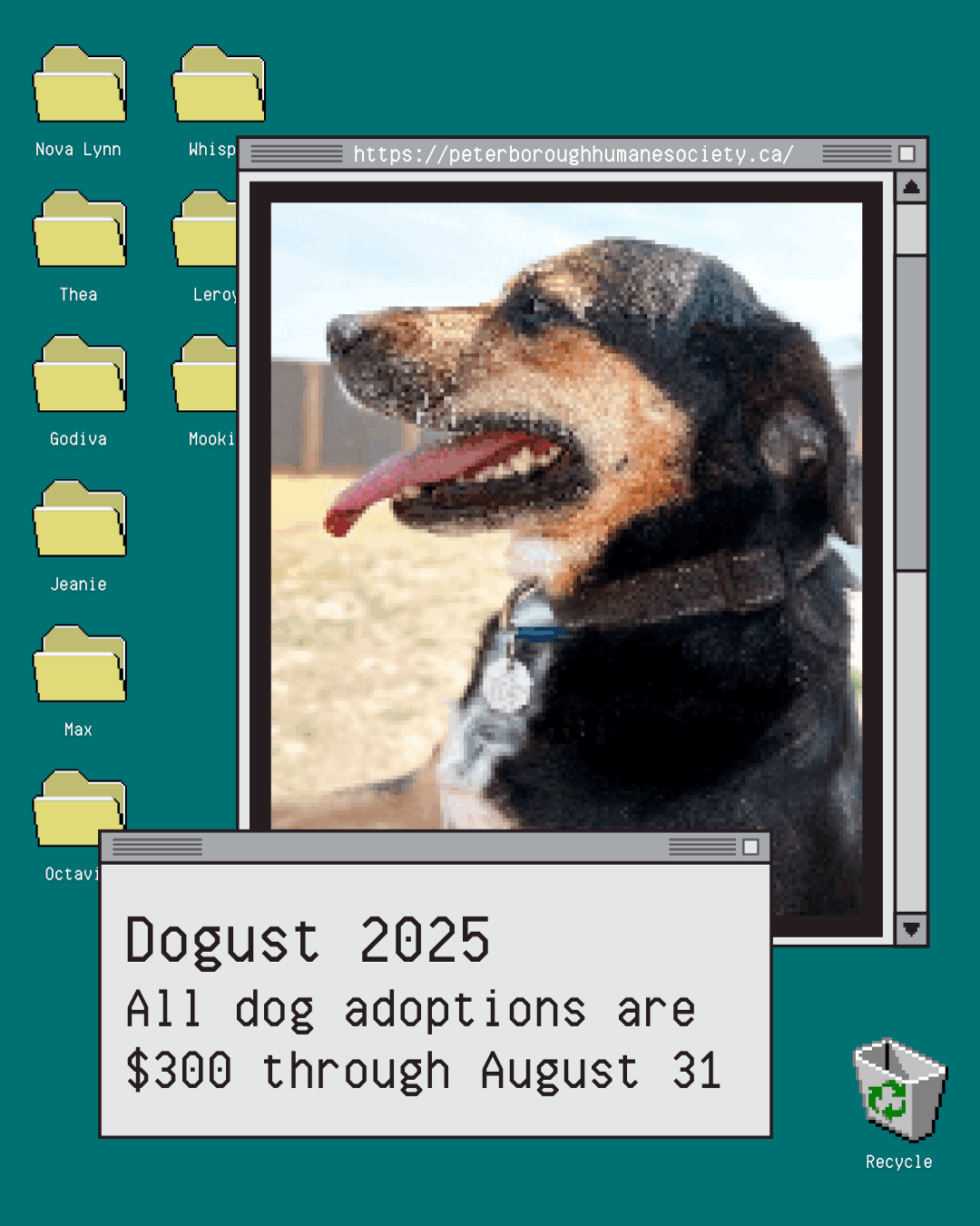 Adoptable Animals | Peterborough Humane Society