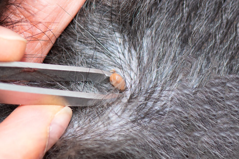 Found a Tick on Your Dog? Here Is What to Do Next